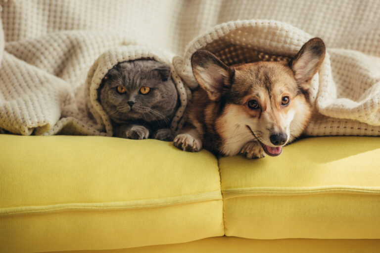 Understanding Neurodiversity: Can animals be autistic? | divershines.com